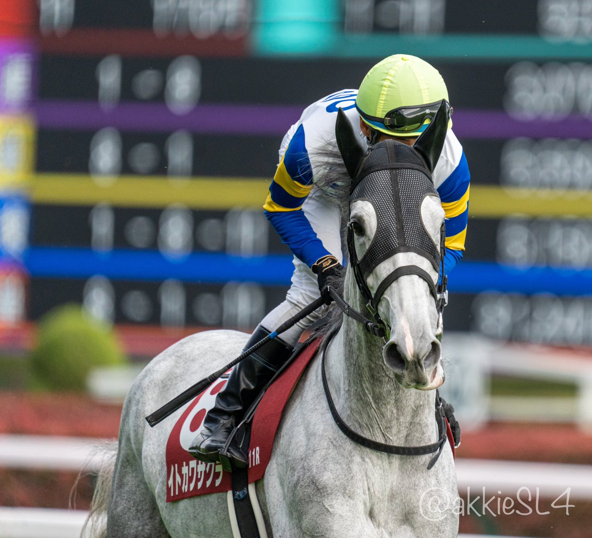 あっきぃ on Twitter: "東京11RフローラS、ゴールデンハインドちゃんとイトカワサクラちゃんの馬場入場！ スマートなゴールデンハインドちゃんと、なぜか斜めに走りだすサクラちゃん ...