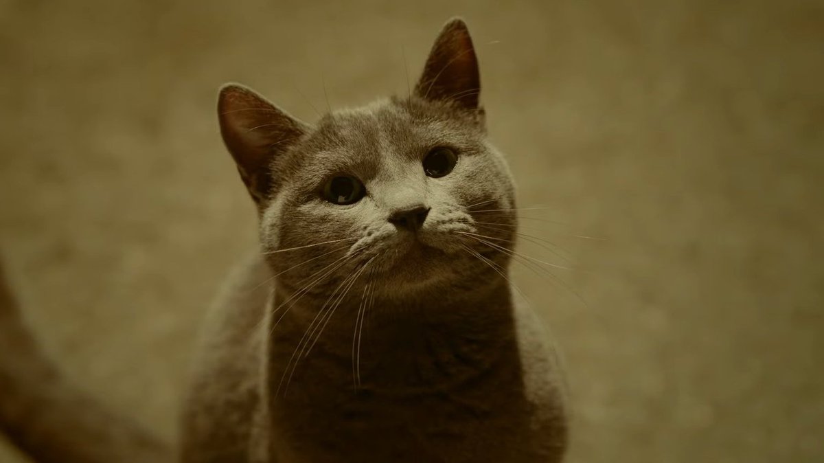 HAERIN GLOBAL UNION on Twitter: "[#NEWS] Haerin since debut was trending for her cat-like ...