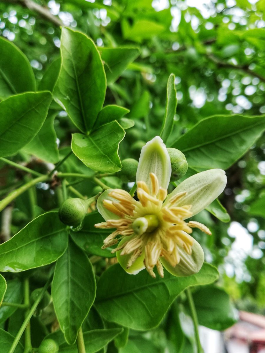 Bael, known as Bilva in Sanskrit, in ancient #Ayurveda is considered ...