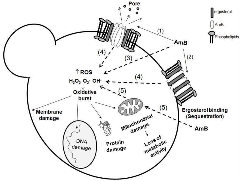 1/THREAD Ever wonder why amphotericin B can cause severe infusion ...