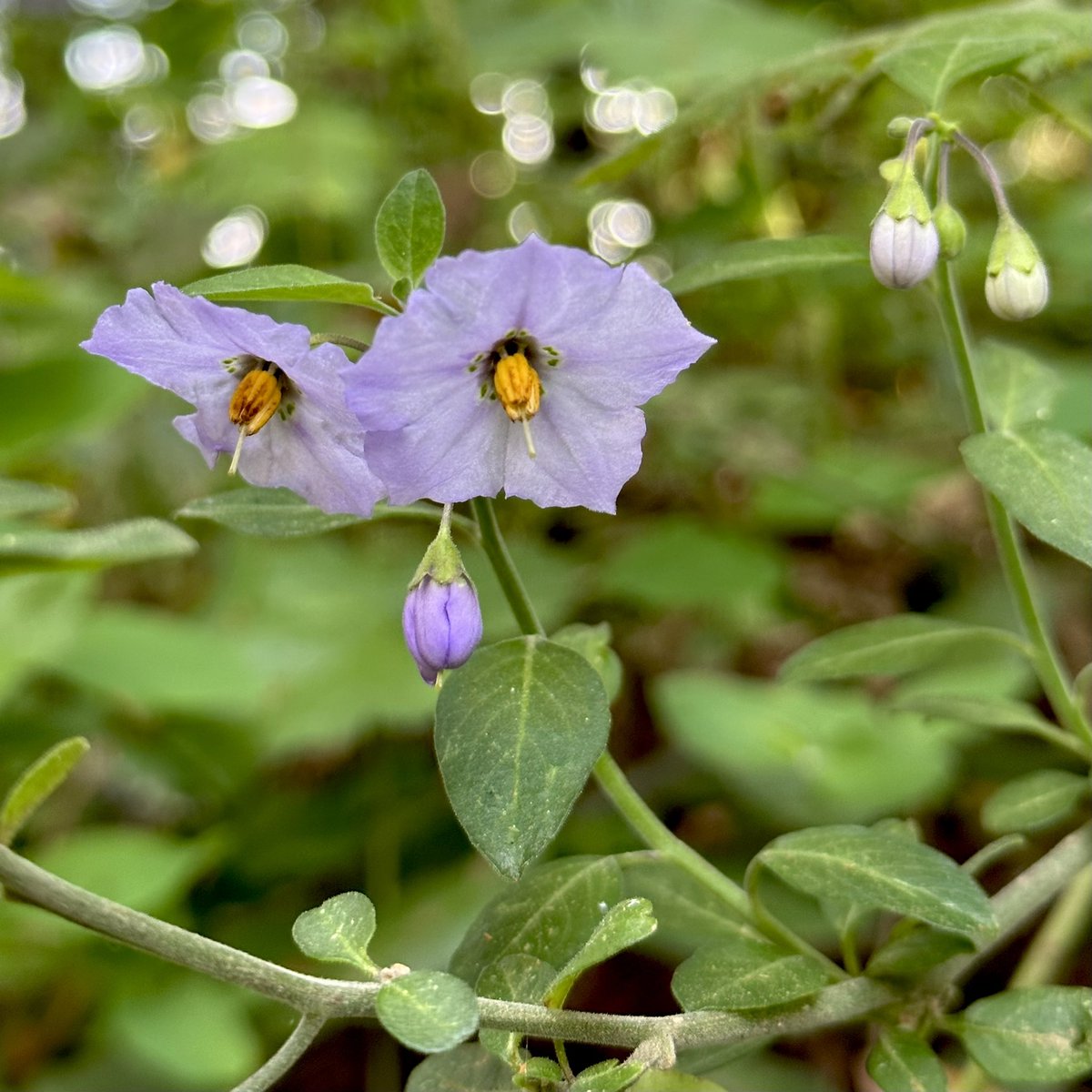 Emily Mills's Threads – Thread Reader App