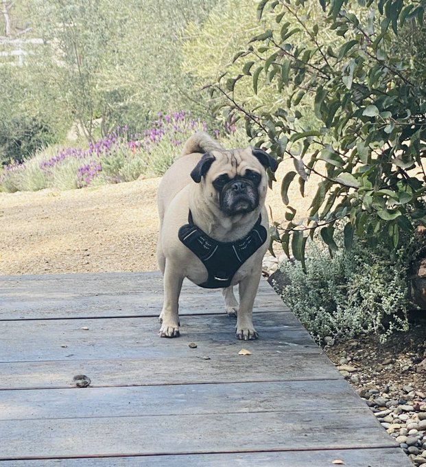 TW Pornstars - Dana Vespoli. Pictures and videos from Twitter. Page 12