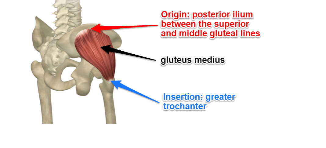 Gluteal Lines