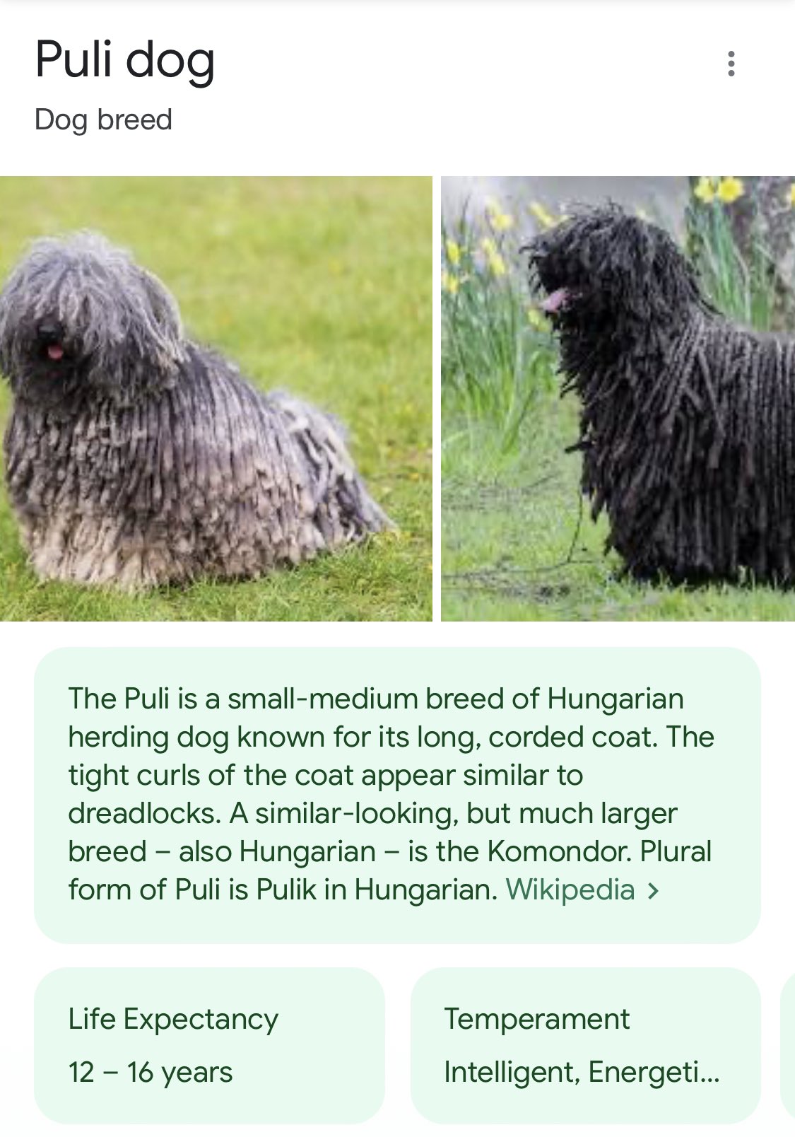 Hungarian Guard Dog Komondor