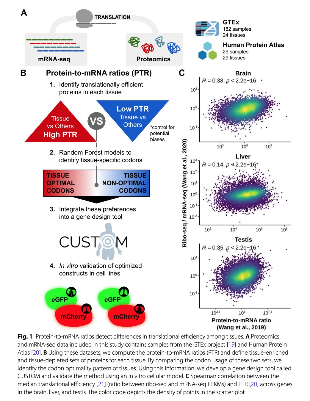 BioDecoded on Twitter: "Using protein-per-mRNA differences among human tissues in codon ...