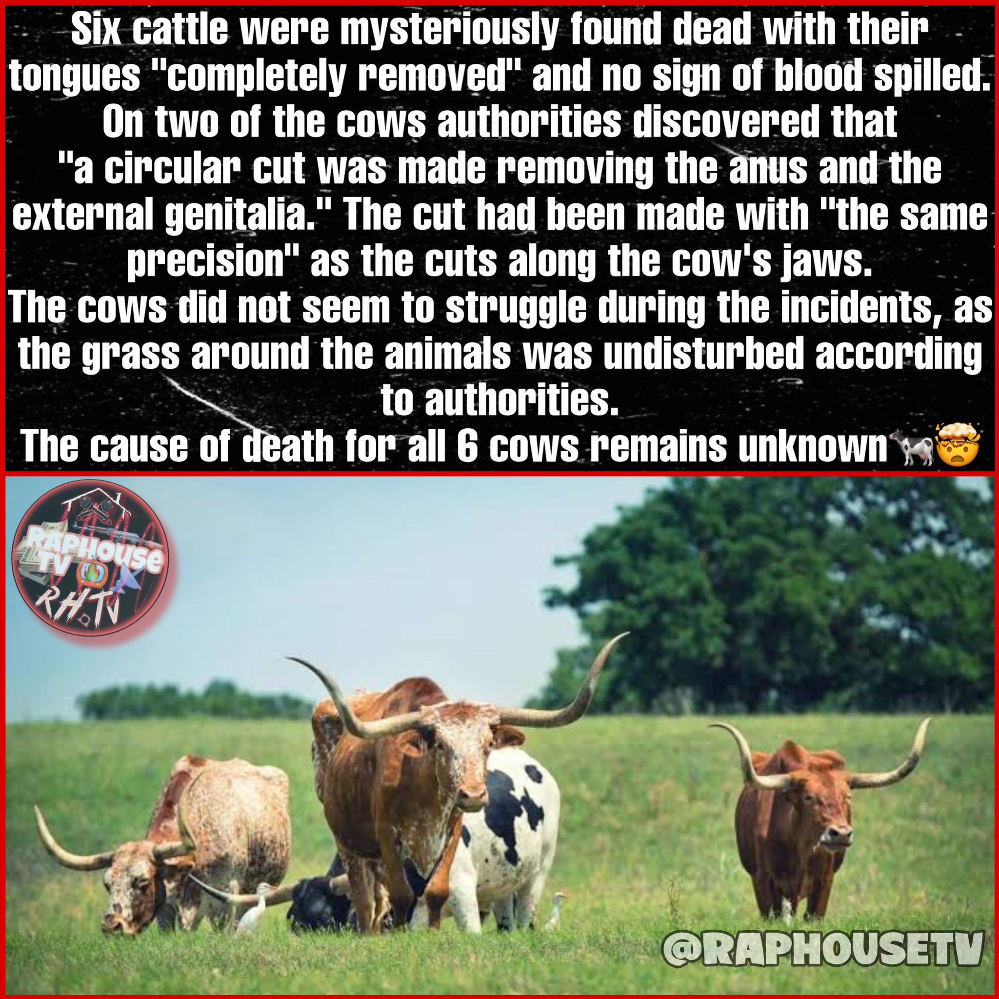 Dead Cow Memes