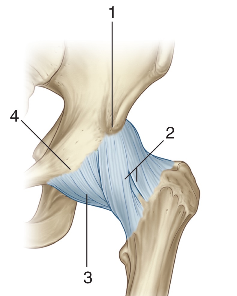 Dr. Thomas Mancinelli MD .·. on Twitter: "RT @PasionAnatomia: Hoy toca repasar los #ligamentos ...