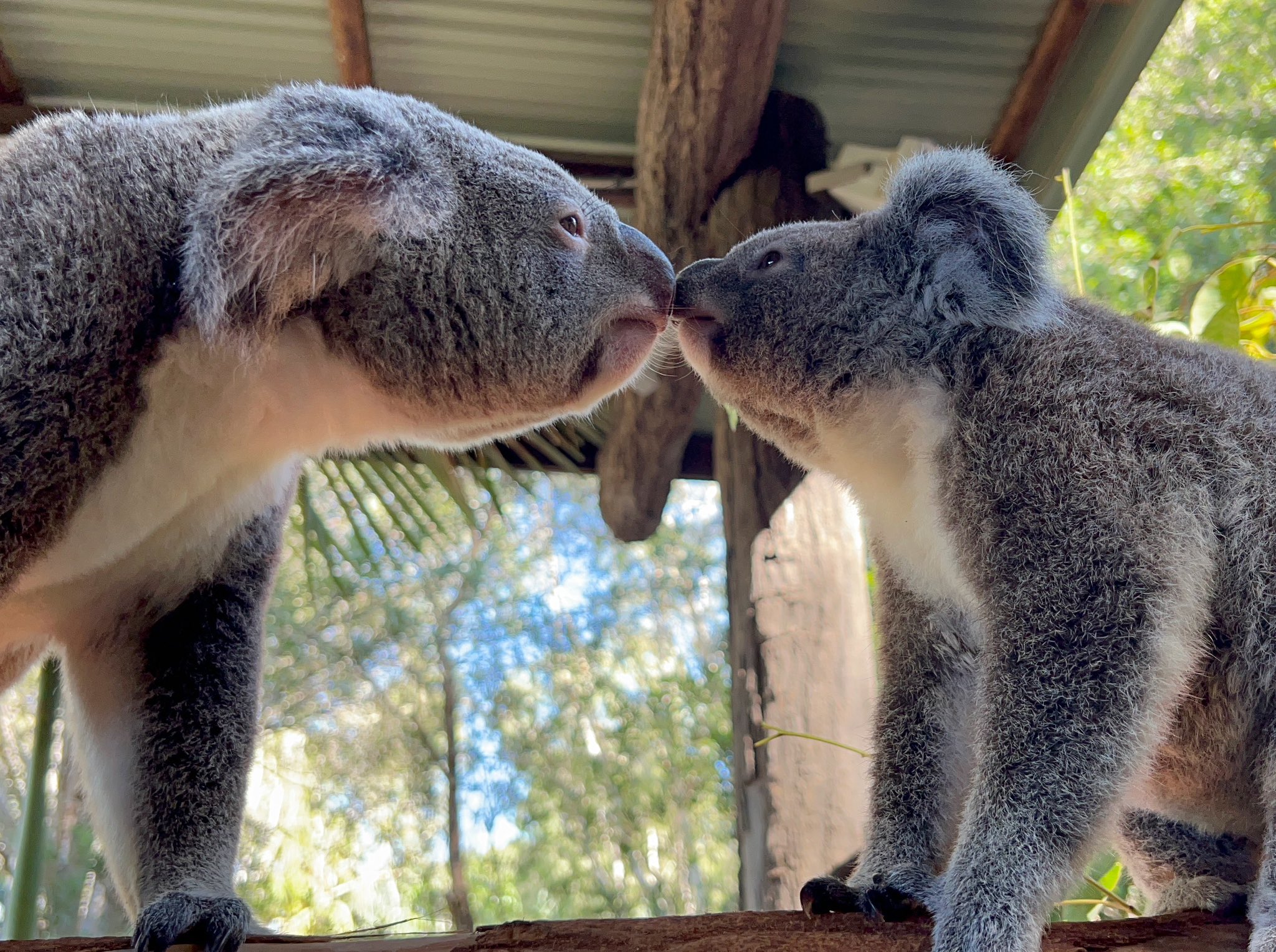 2 Koalas Hugging