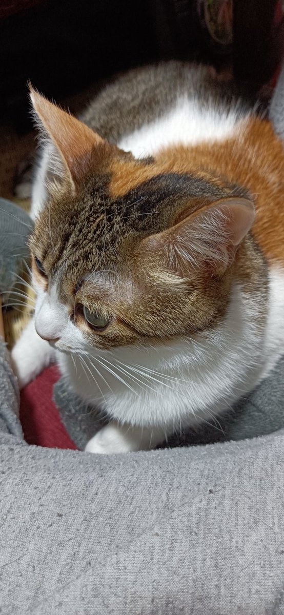 坂本耕作 On Twitter Rt Fuchimokuroyuk1 右足の土踏まずねこの脇息 おしまづき 😸にゃん頭火