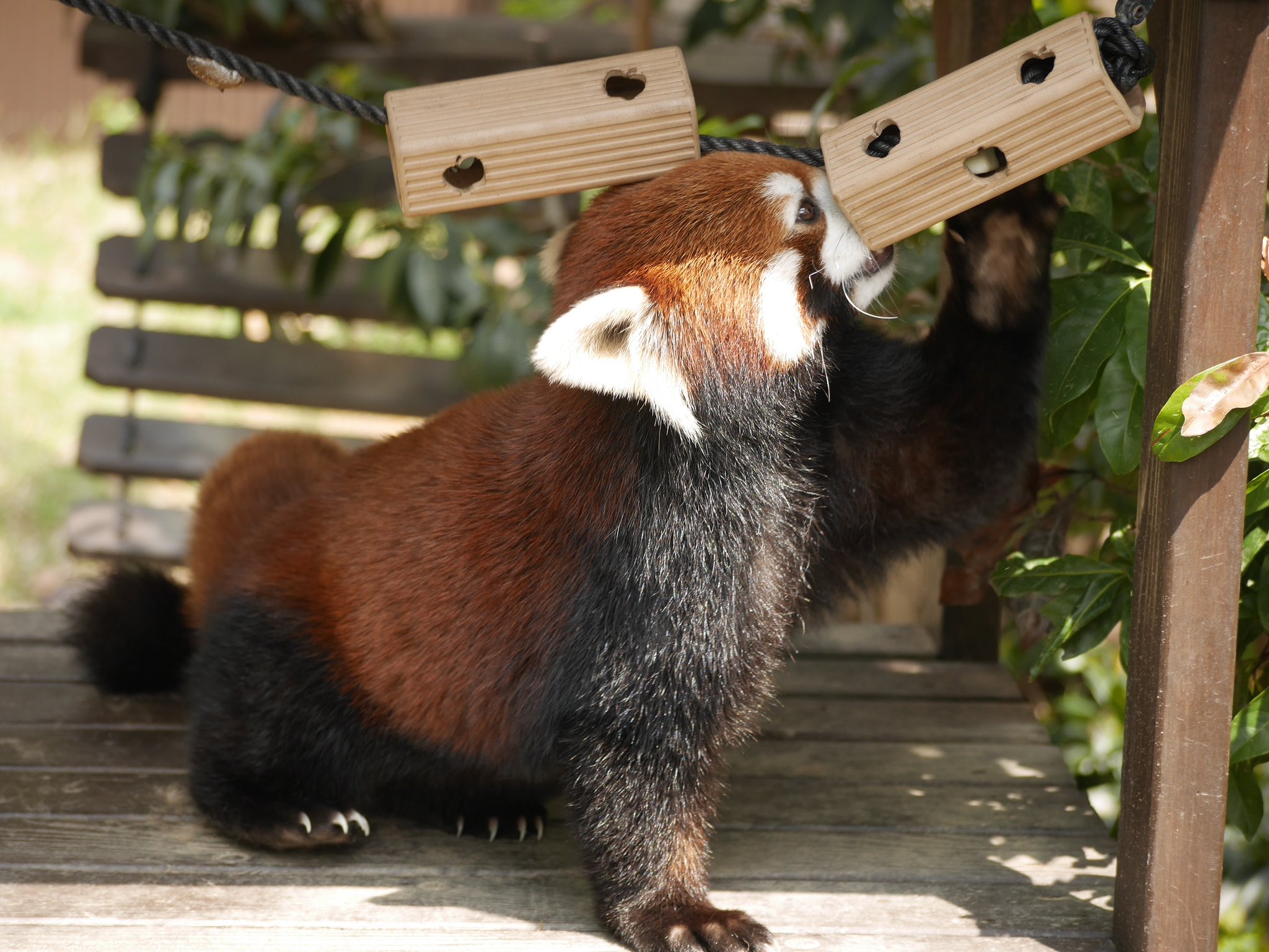Red Panda Research (@luogl) / Twitter