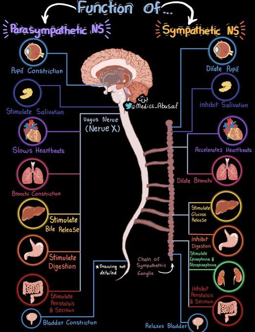 Parasympathetic Nervous System Functions