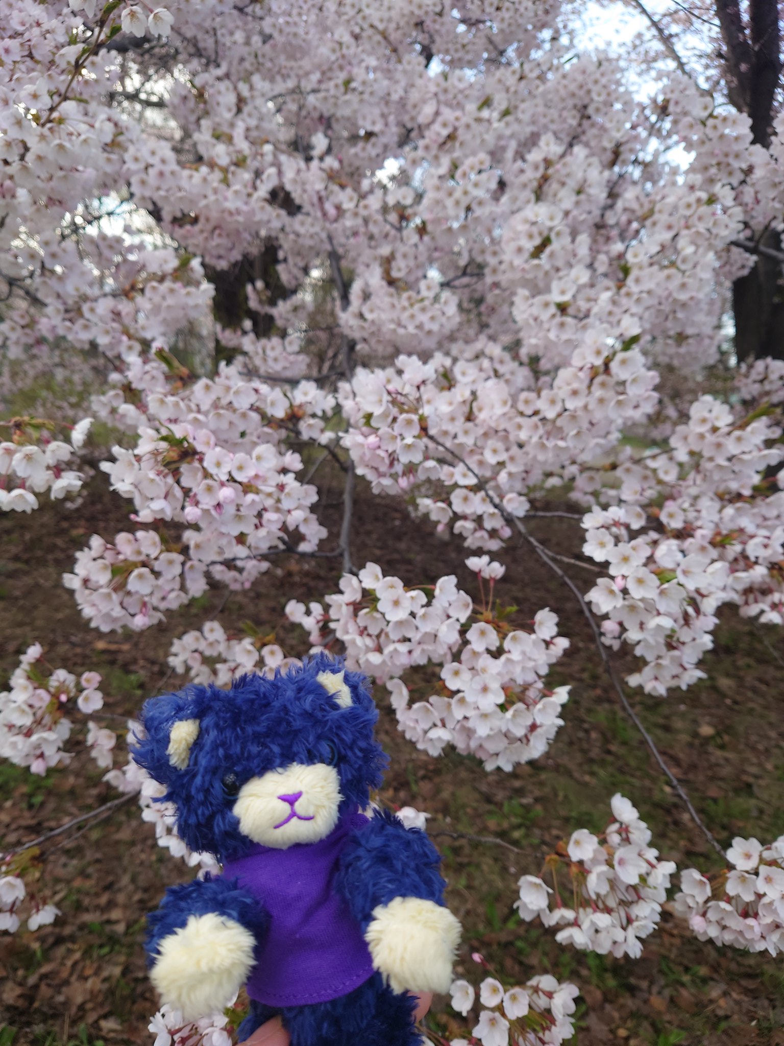 くろ🇨🇵 (@sakukuro0806) / Twitter