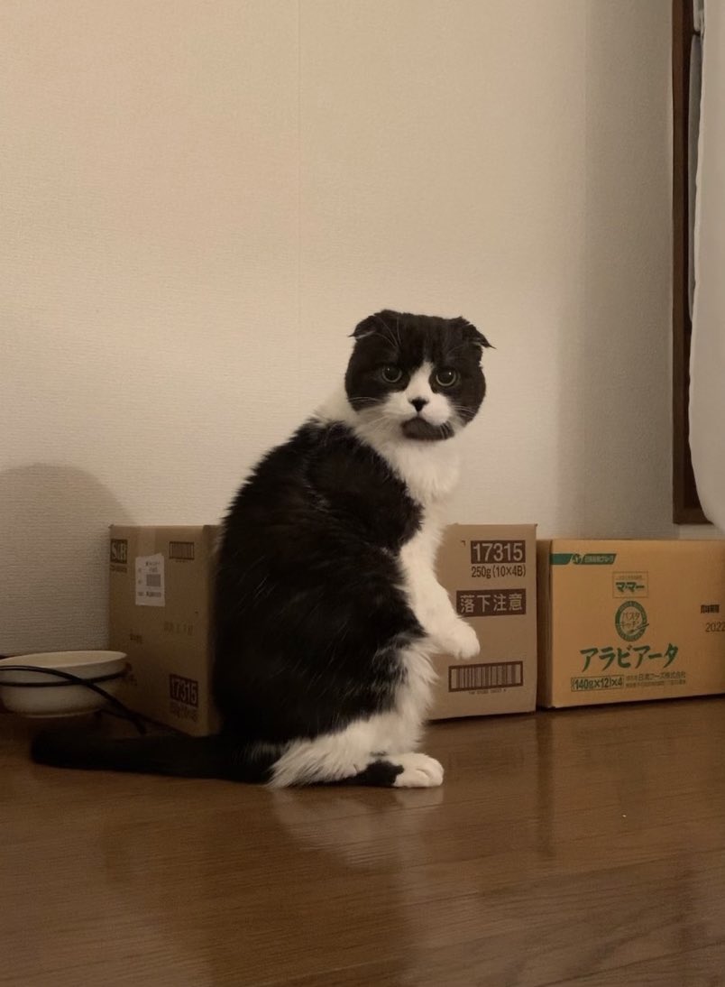 Maru The Cat Wallpaper