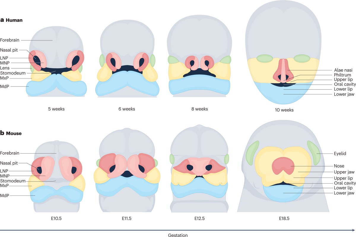Nature Reviews Genetics on Twitter: "Variation of facial traits ...