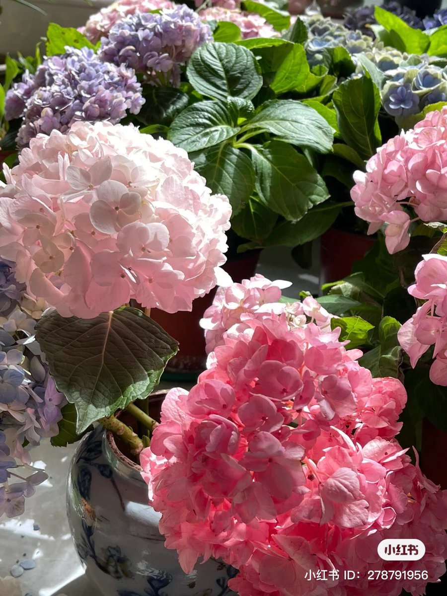 teekay on Twitter: "RT @piinkifairy: hydrangeas