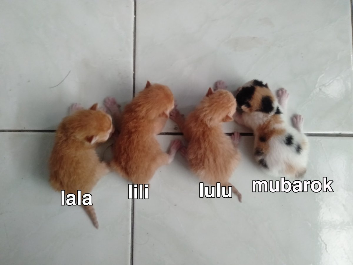 HIKA on Twitter: "RT @kochengfs: met pagyy dari lala lili lulu mubarok 🐈"