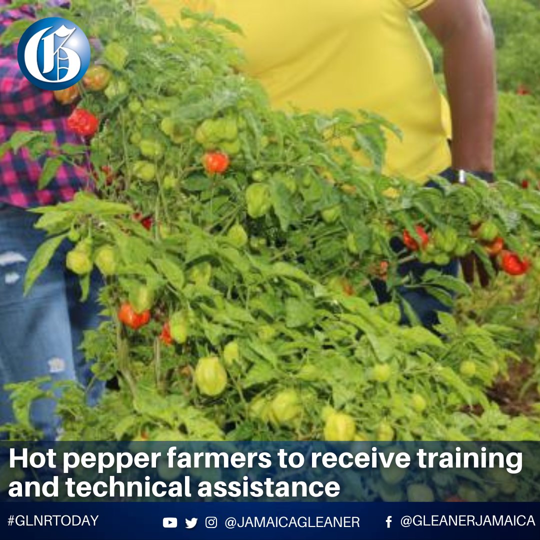 Jamaica Gleaner on Twitter: "Hot pepper farmers are to receive training and technical assistance ...