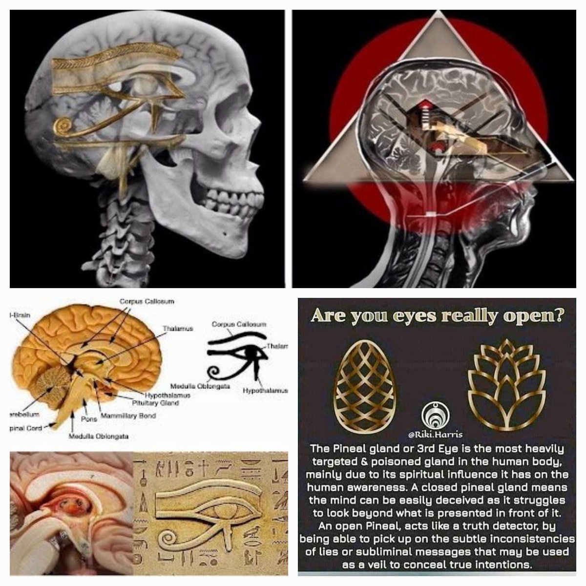 🇮🇳 on Twitter: "RT @Earstohearyou: Our Pineal Gland or third eye's function was known and ...