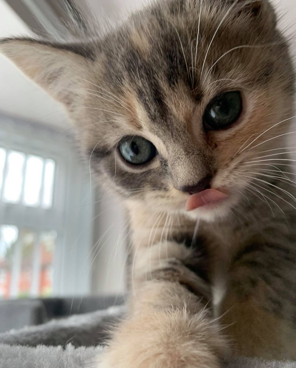 PDSA on Twitter: "Luna gets a 10/10 for #TongueOutTuesday and 100/10 for cuteness 😻"