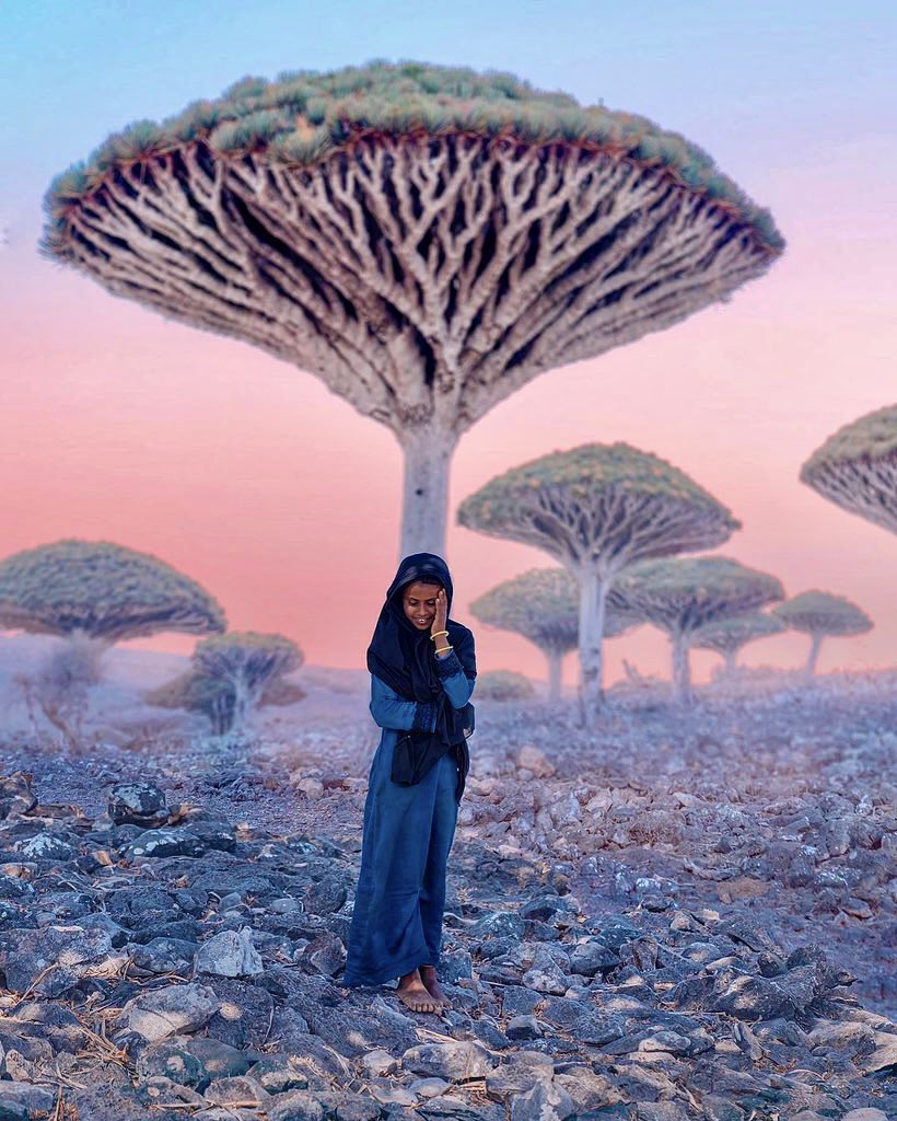 The Socotra Island in Yemen has long been a land of mystery. Described ...