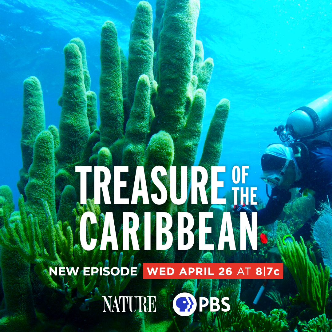 EDF Oceans on Twitter: "The Cayman Crown Reef was discovered in 2013. EDF and partners in Belize ...