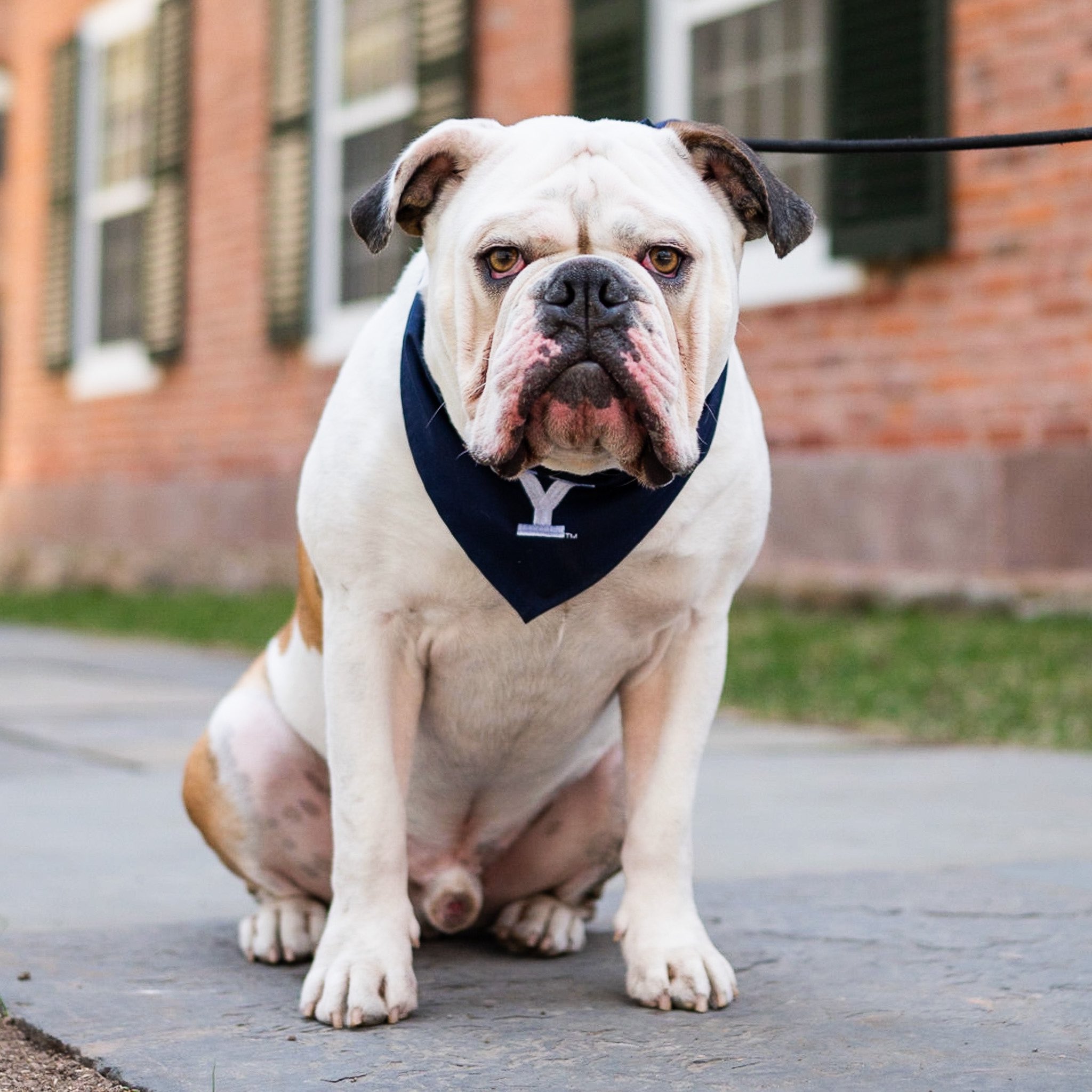 Yale University Mascot Logo Yale University Seeks Principal Gift