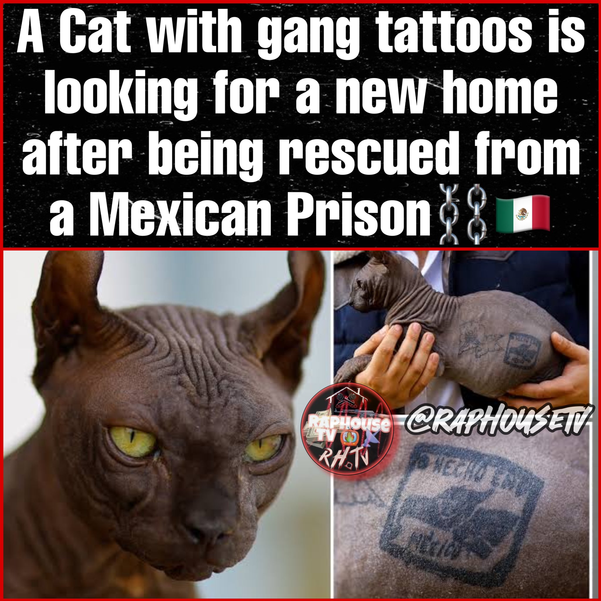 Dog Gang Tattoos