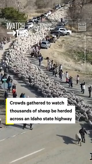 NowThis on Twitter: "This is what it looks like when 2,600 sheep cross the road at once. Crowds ...