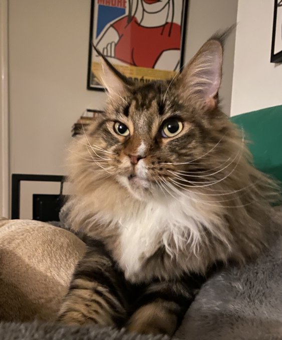 TW Pornstars - Dana Vespoli. Pictures and videos from Twitter. Page 12