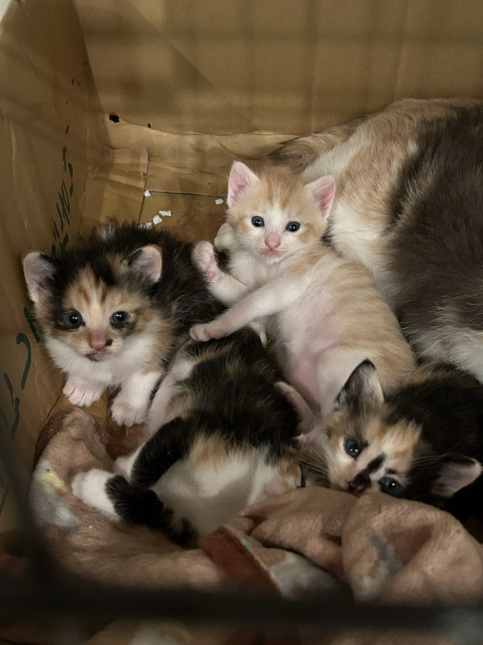 hinatabocco.k on Twitter: "おはようございます😸 https://t.co/Jxjfebhjyy" / Twitter