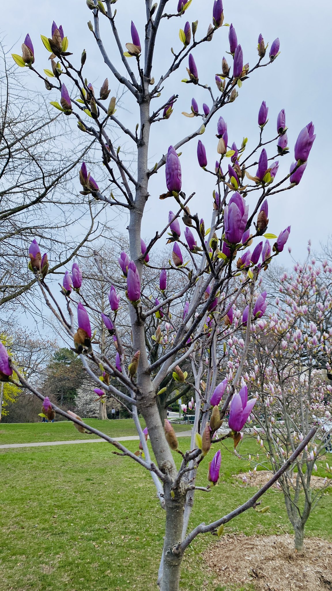 Ryan (Abbey St.) @ Combo Breaker on Twitter: "A special kinda week with the cherry blossoms ...