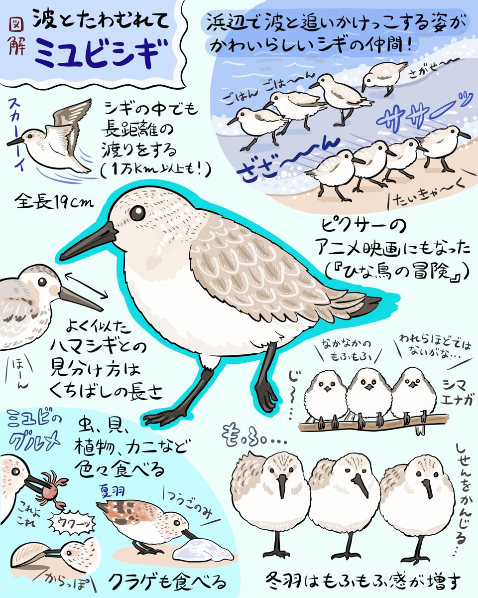 バードメイトβ版【日本野鳥の会】 On Twitter ゆかいな生きもの図解でおなじみ ぬまがさワタリ さんが、日本野鳥の会とのコラボ図解「ミユビシギ&色んなシギ・チドリ」を描いて