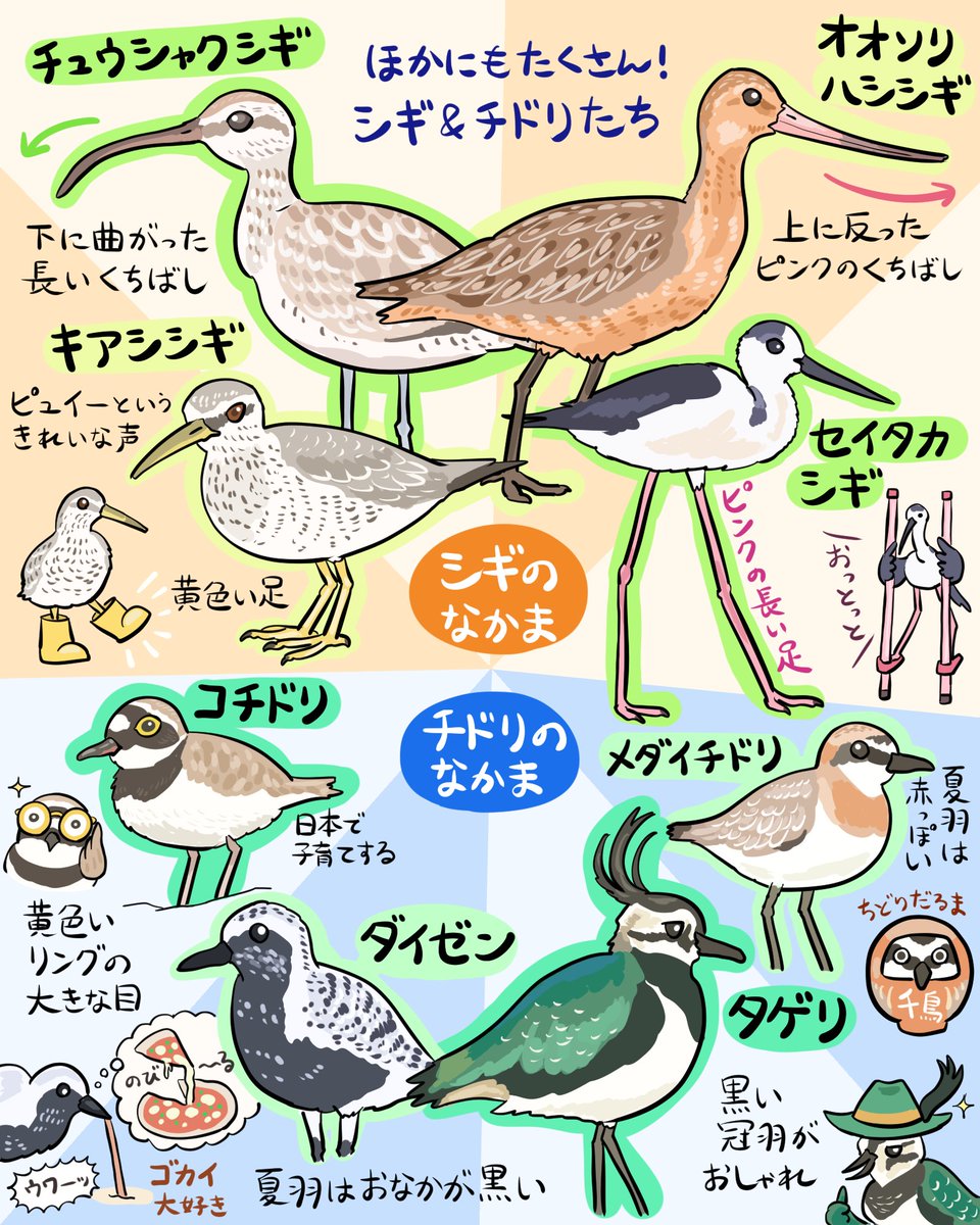バードメイトβ版【日本野鳥の会】 On Twitter ゆかいな生きもの図解でおなじみ ぬまがさワタリ さんが、日本野鳥の会とのコラボ図解「ミユビシギ&色んなシギ・チドリ」を描いて