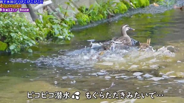 ニコニコニュース on Twitter: "赤ちゃんカモは何羽いる？ https://originalnews.nico/419303 モグラ叩きのように潜るヒナと浮上するヒナが入り乱れ、計測 ...