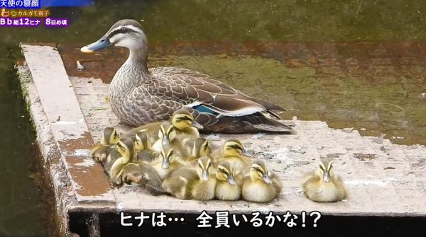 ニコニコニュース on Twitter: "赤ちゃんカモは何羽いる？ https://originalnews.nico/419303 モグラ叩きのように潜るヒナと浮上するヒナが入り乱れ、計測 ...
