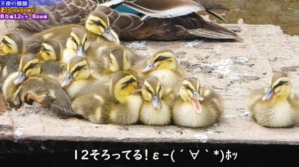 ニコニコニュース on Twitter: "赤ちゃんカモは何羽いる？ https://originalnews.nico/419303 モグラ叩きのように潜るヒナと浮上するヒナが入り乱れ、計測 ...