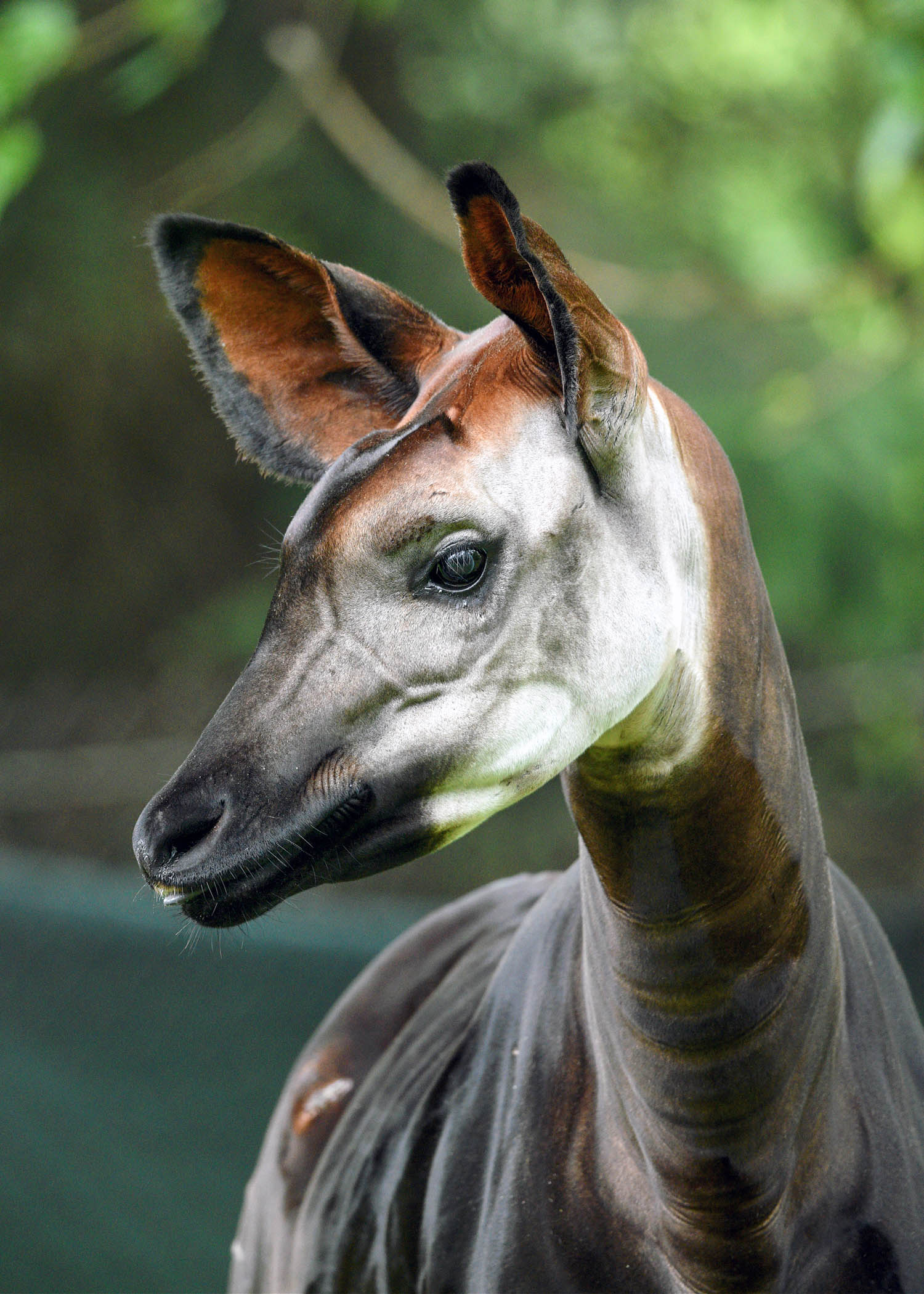 Okapi Face