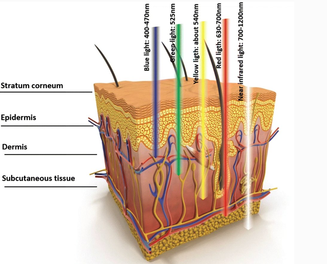 The effects of green light on skin and health. A THREAD 🧵 - Thread from ...