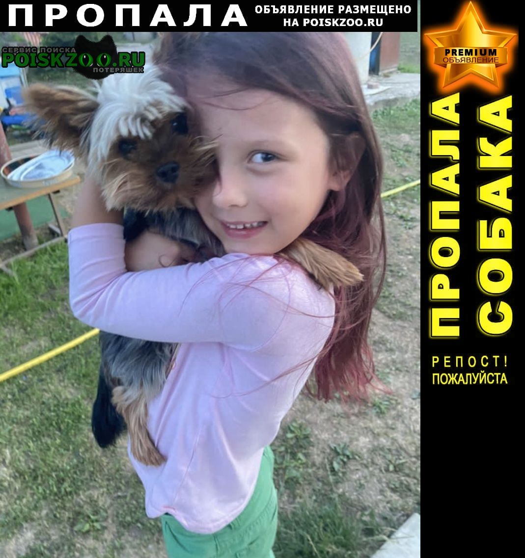 POISKZOO.RU™ on Twitter: "!!! ПРОПАЛА СОБАКА КОБЕЛЬ ЙОКШИРСКИЙ ТЕРЬЕР ЛЕО 5 ЛЕТ МАЛЬЧИК ВИДНОЕ ...