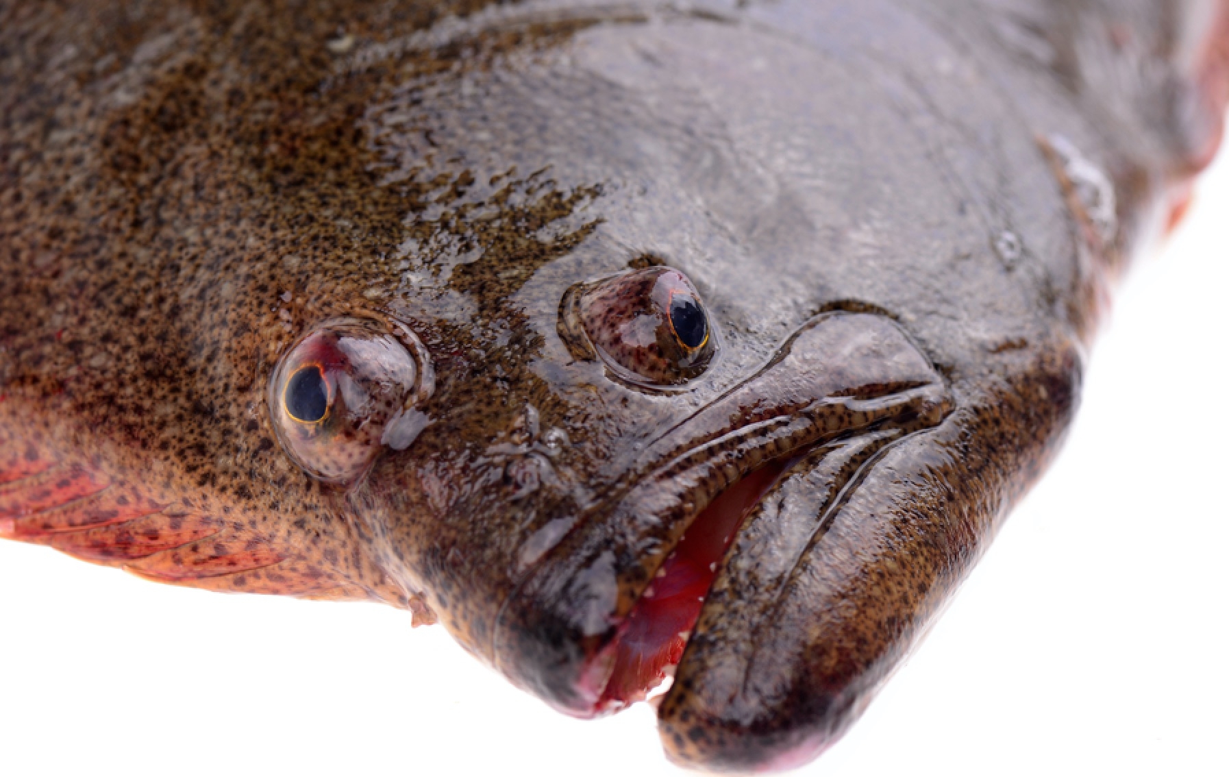 Flatfish Face