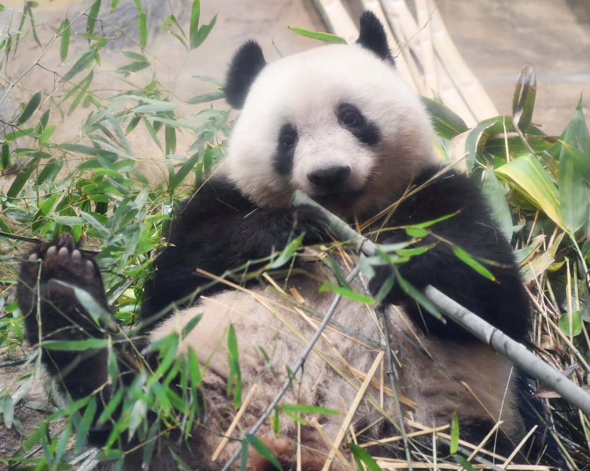 toraco on Twitter: "シャンちゃん🍎おはよう #シャンシャン #香香 #xiangxiang #ジャイアントパンダ #giantpanda"