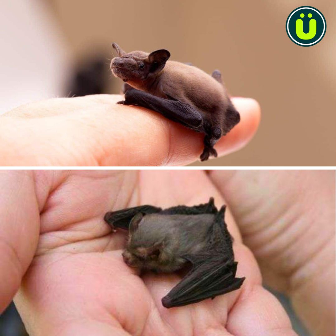 Bumblebee Bat Amazing Facts About Bumblebee Bats The Kitti's Hog