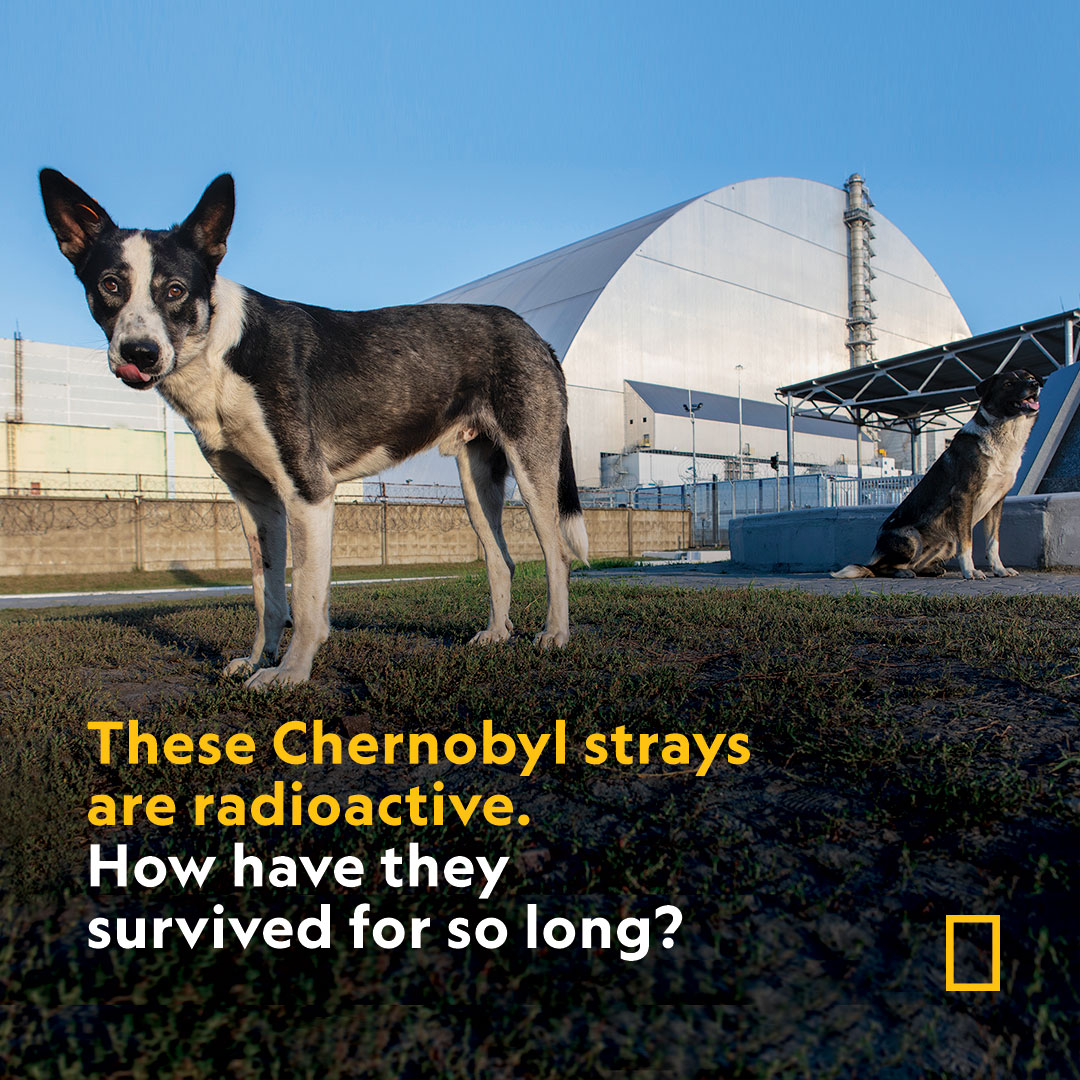 Radioactivity Effects On Animals