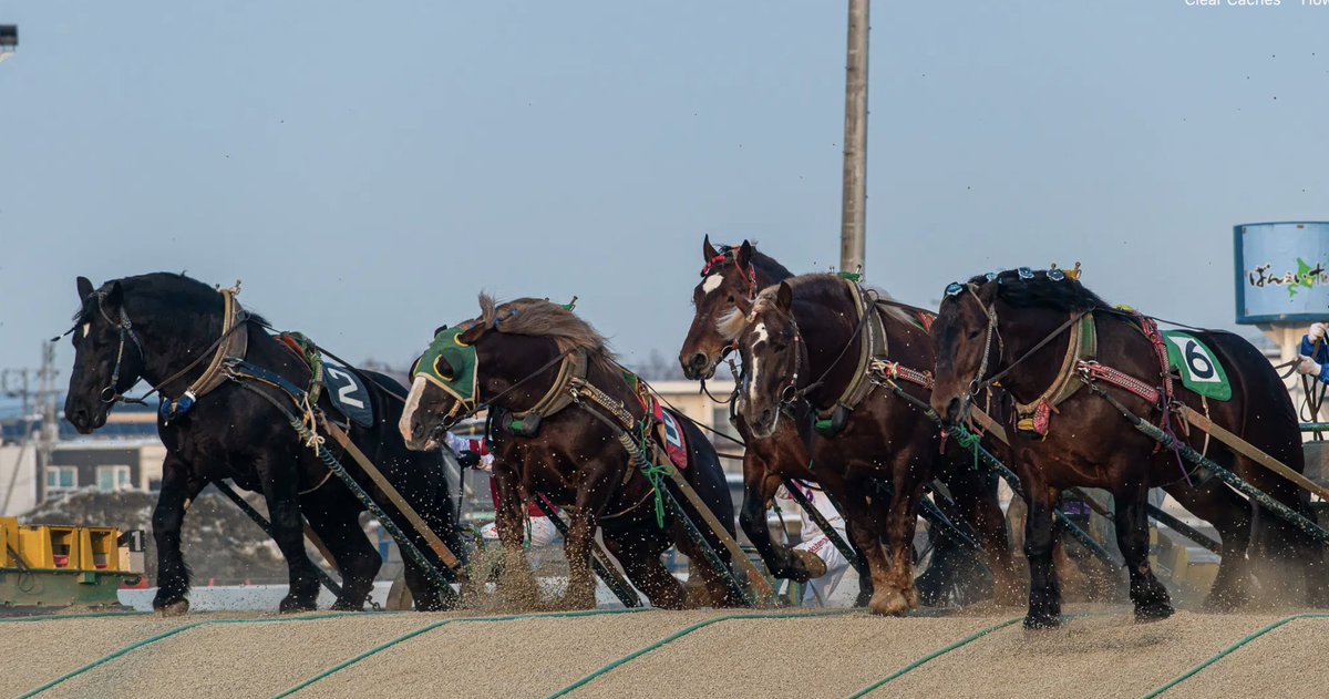 Unseen Japan on Twitter: "Hokkaido's Banei Racing, where massive draft horses pull weighted ...