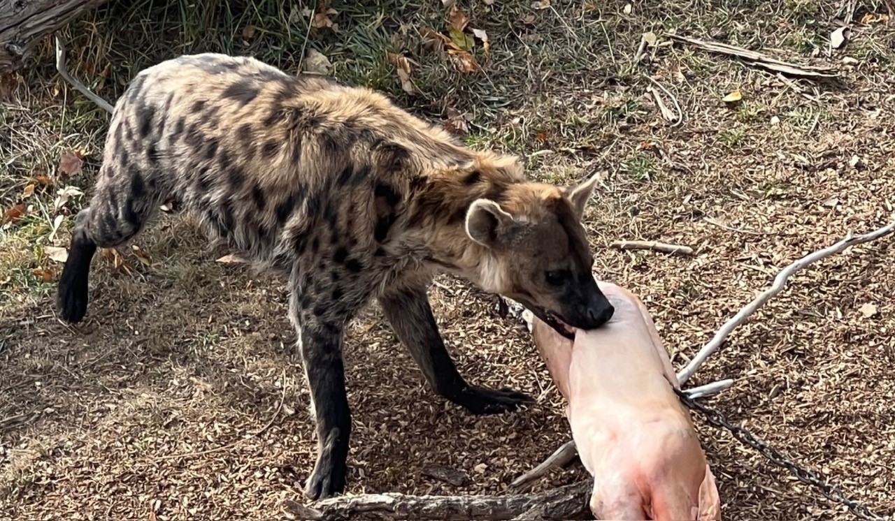 Hyena Diet