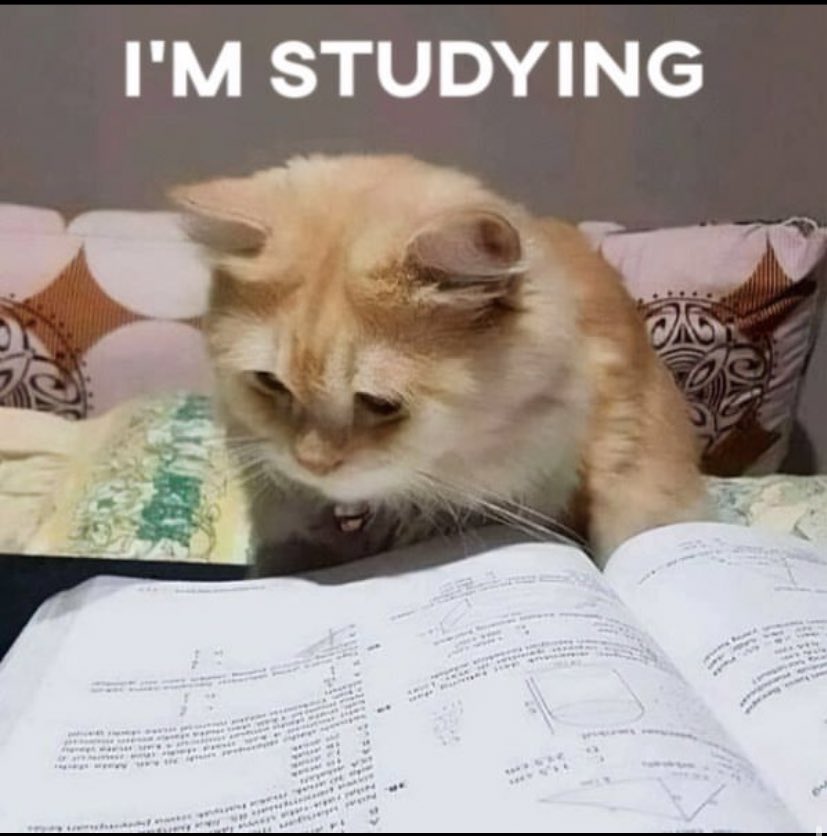 Studying Meme Cat