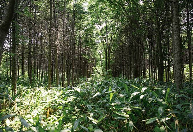19th century herring fisheries almost wiped out the entire forest on a ...