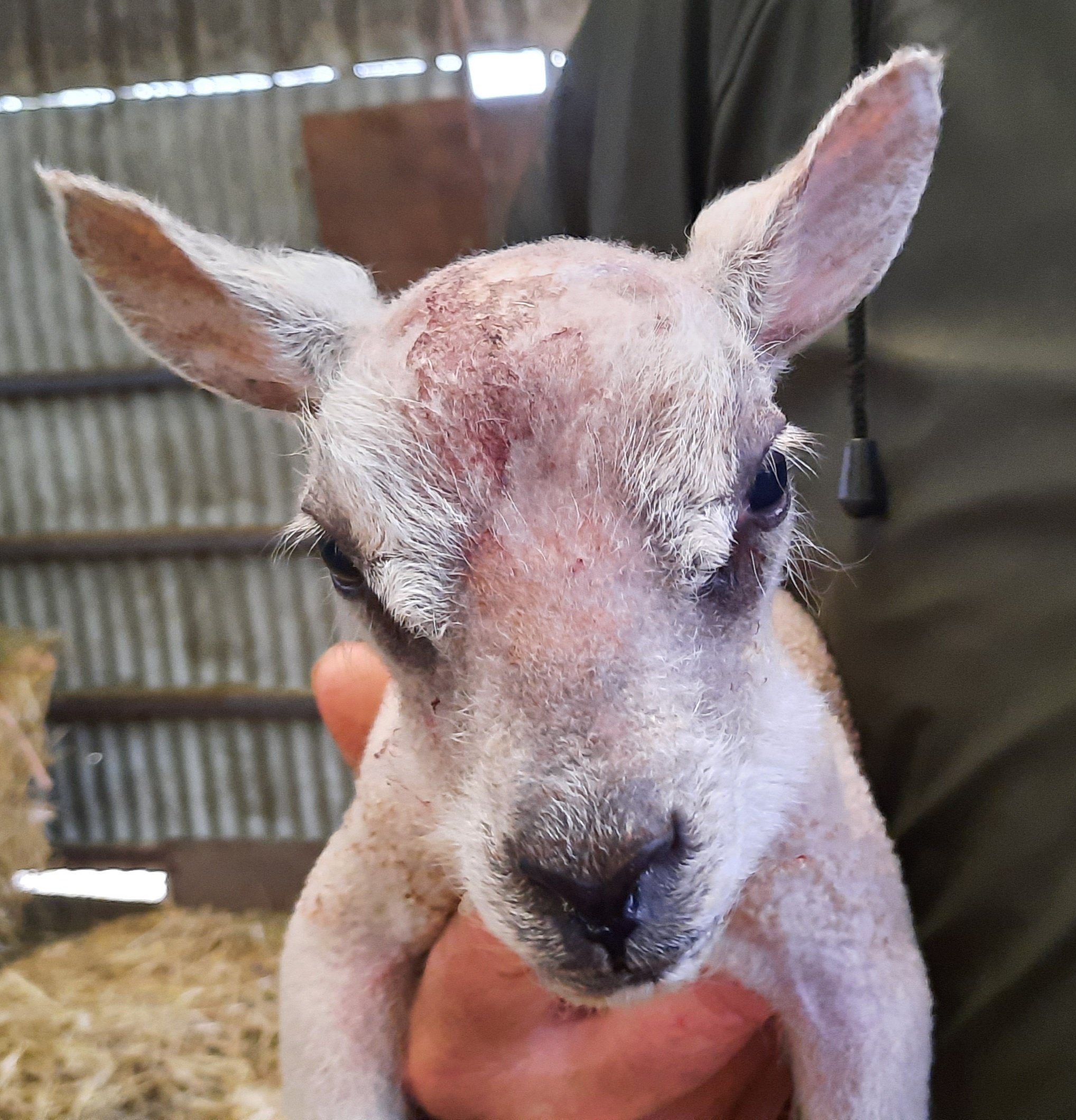 Doe Park CaravanSite on Twitter: "Some lambs are cute, white and fluffy. Some... aren't. # ...