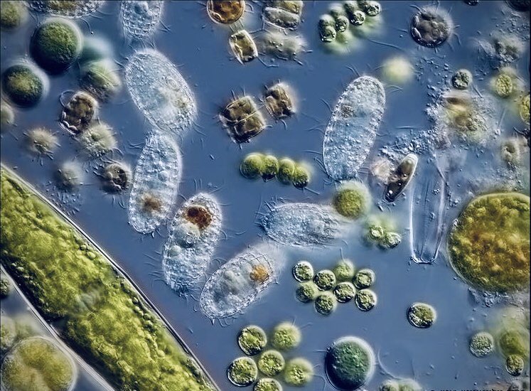 Protists Pond Water