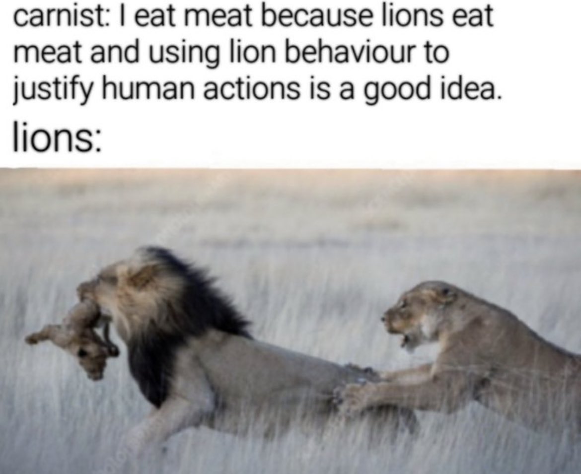 Lion Eating Memes Sigma Rice GIF Sigma Rice Lion Discover & Share